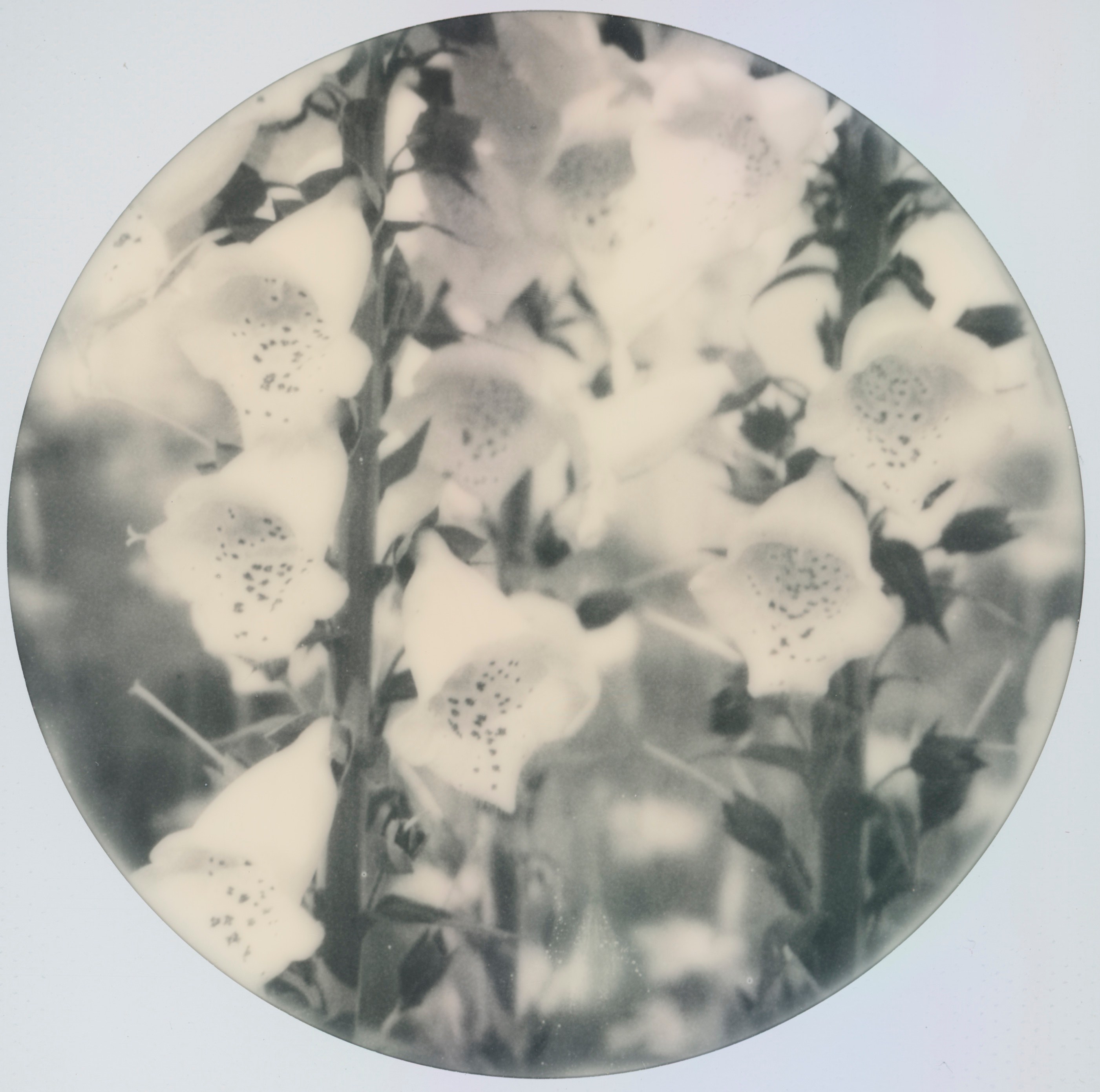 Solène Milcent - Instant Photographers